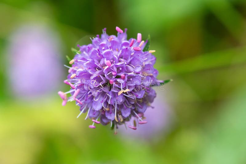 Devils Bit Scabious (succisa Pratensis Stock Photo - Image of petal ...