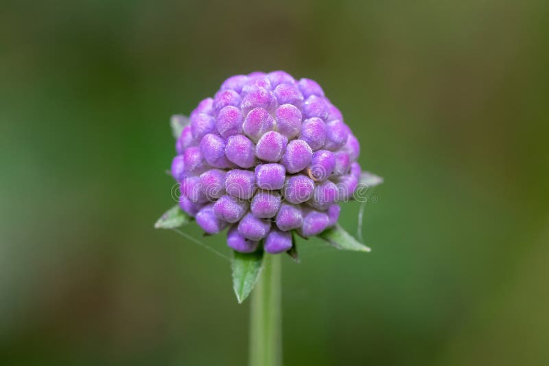 Devils Bit Scabious (succisa Pratensis Stock Image - Image of plant ...