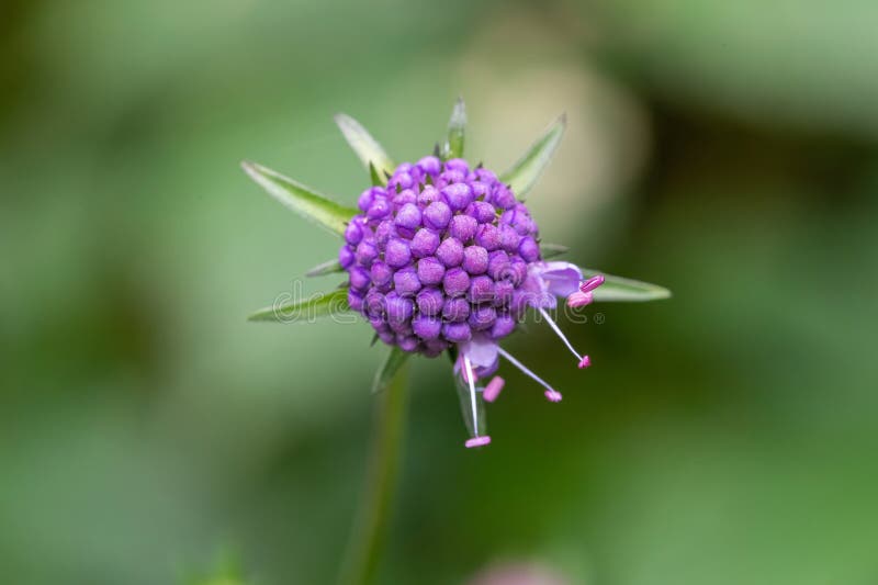 Devils Bit Scabious (succisa Pratensis Stock Image - Image of scabious ...