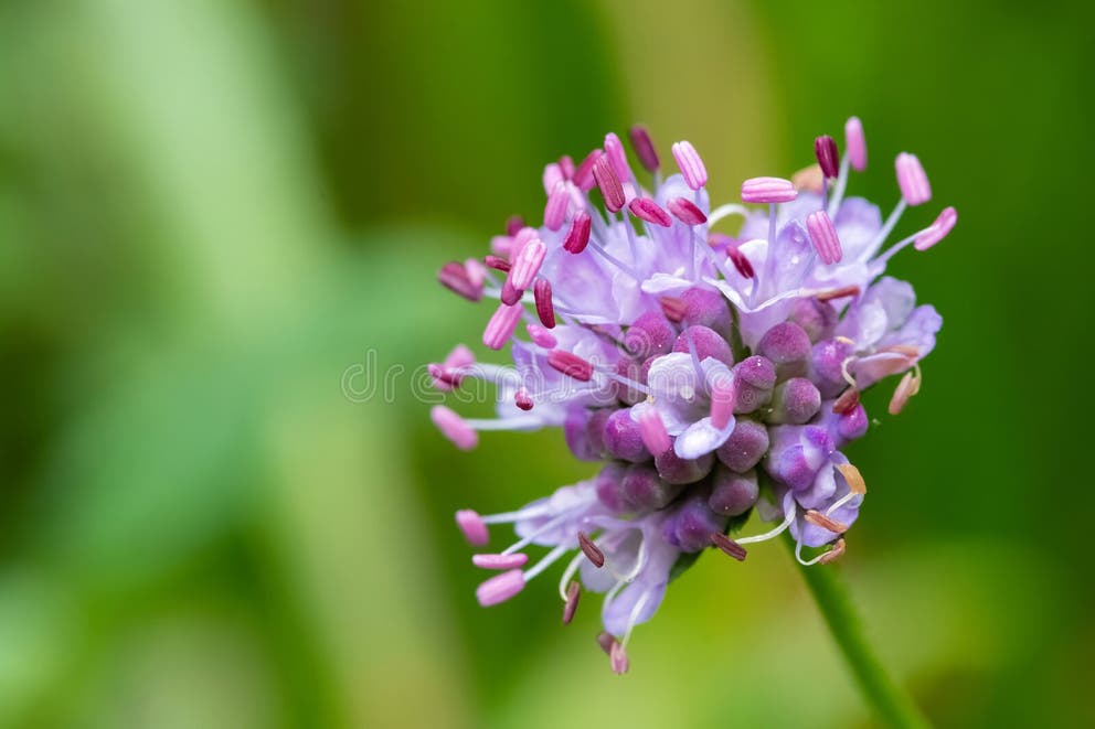 Devils Bit Scabious (succisa Pratensis Stock Photo - Image of wild ...