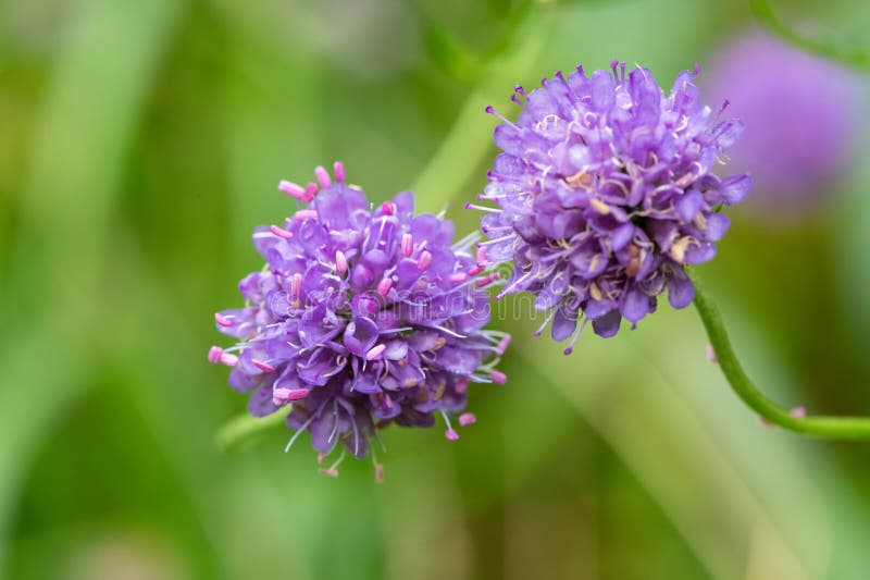 Devils Bit Scabious (succisa Pratensis Stock Photo - Image of flowering ...