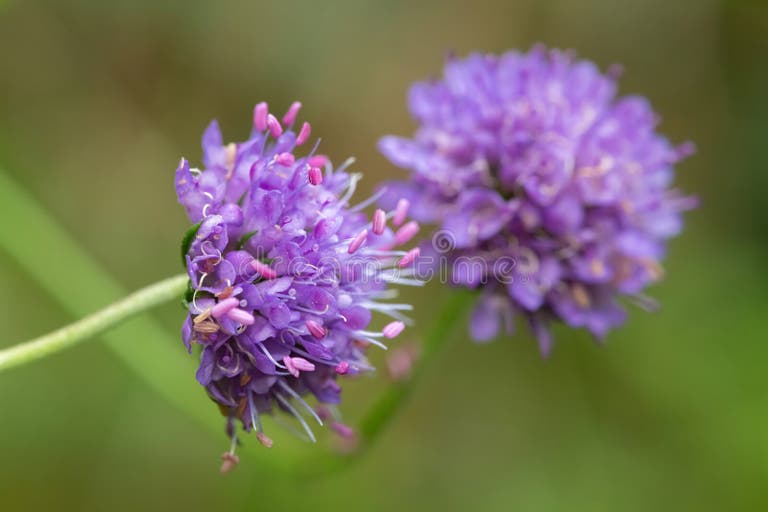 Devils Bit Scabious (succisa Pratensis Stock Image - Image of natural ...