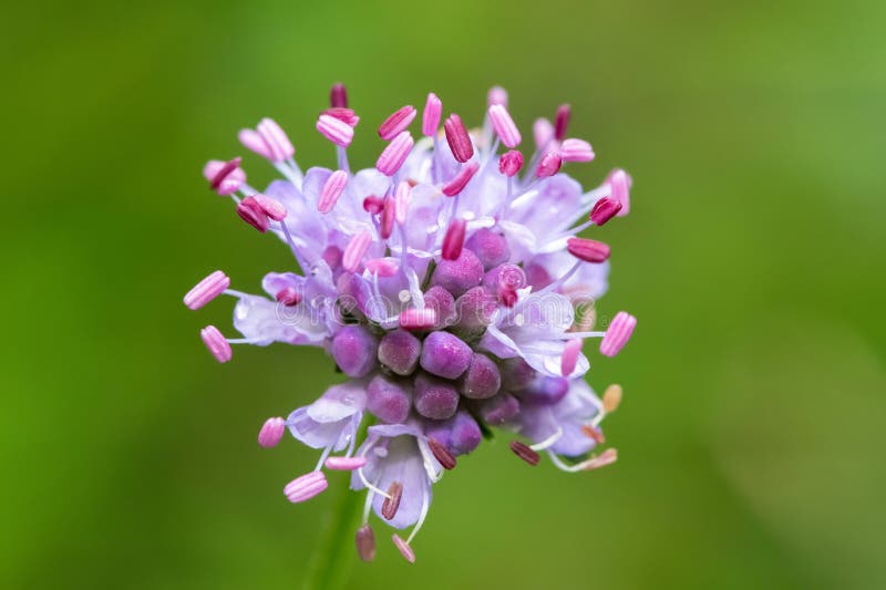 Devils Bit Scabious (succisa Pratensis Stock Photo - Image of scabious ...