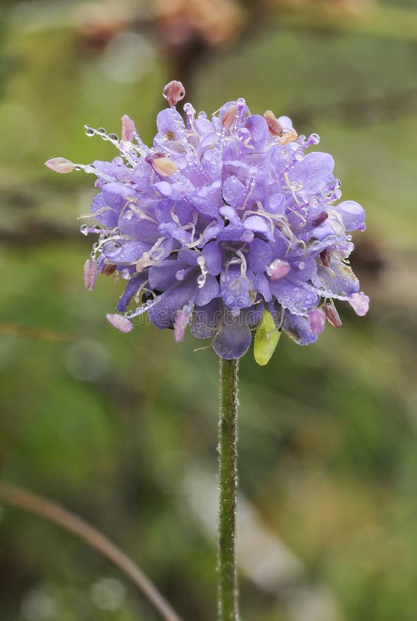 Devils-bit Scabious stock image. Image of plant, british - 70353449