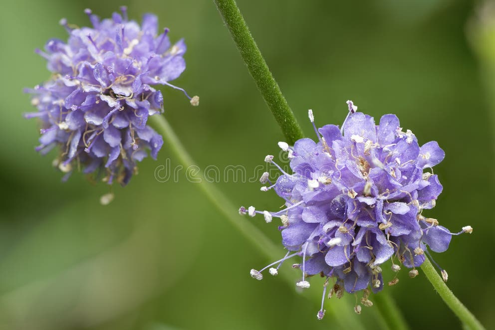 Devils-bit Scabious stock image. Image of dipsacoideae - 265994381