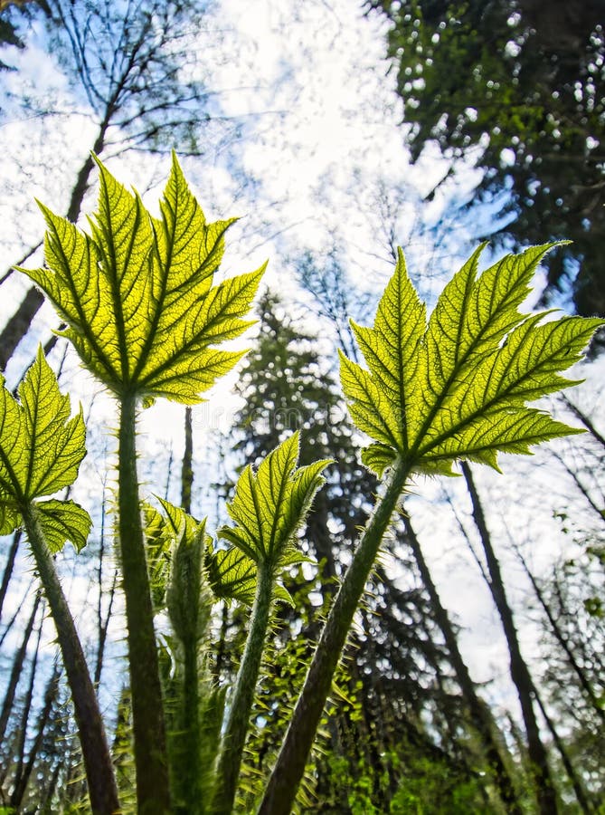 Devils Club Oplopanax Horridus Growing in the Pacific Northwest Forest ...