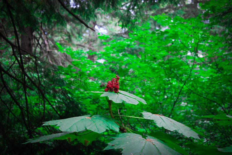 Devils club stock photo. Image of mount, trail, devils - 333743454