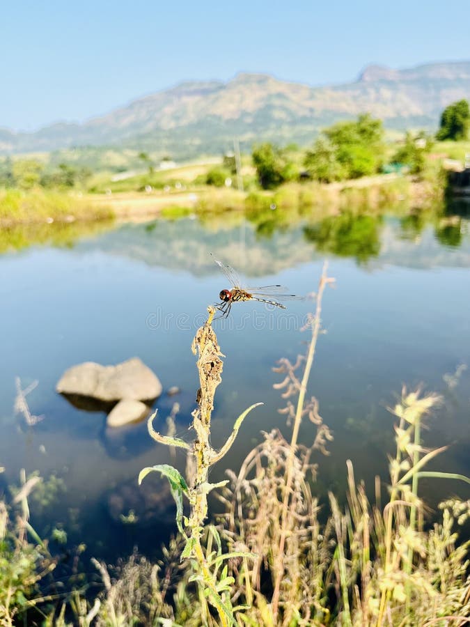 Devils darning Needle stock photo. Image of sunlight - 260279328