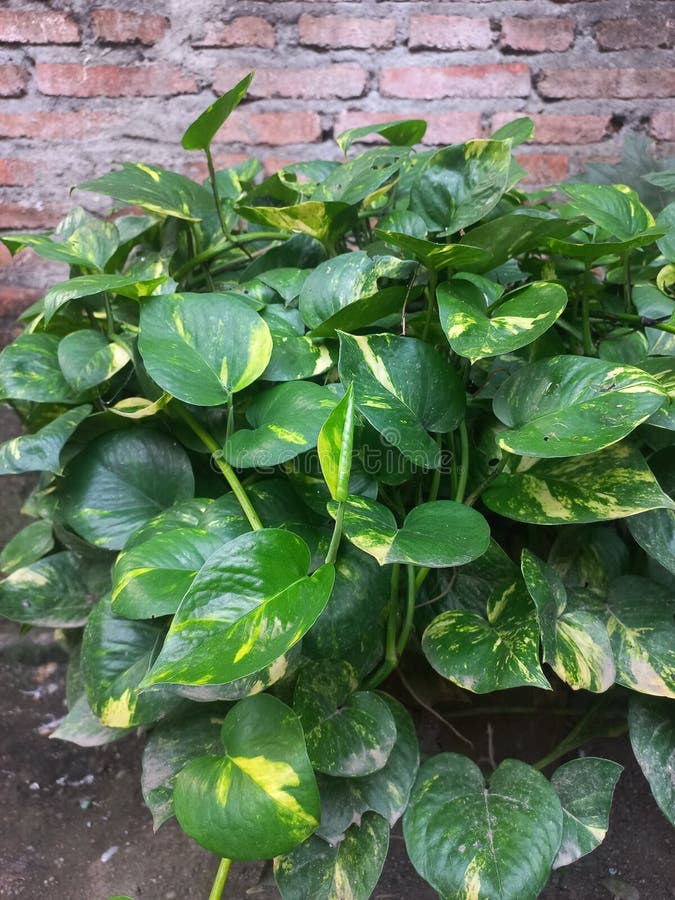 Devils Ivy Foliage stock photo. Image of foliage, plant - 252289672