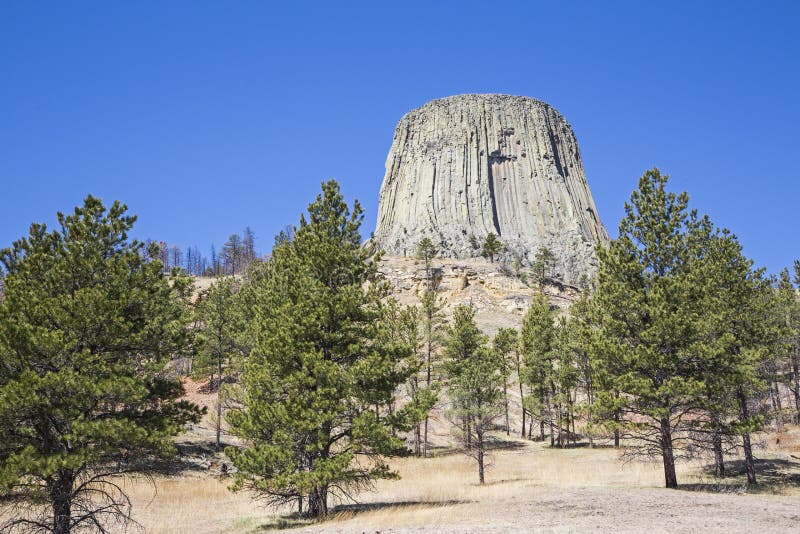 Devils Tower Pine Tree Forest Stock Photo - Image of stone, rocks: 62618518