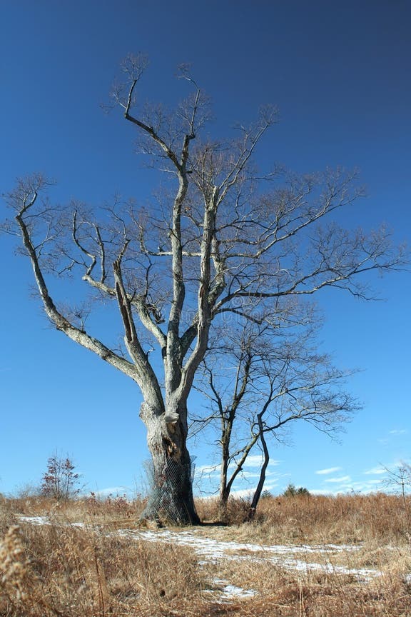 Devils tree stock photo. Image of nature, blue, landscape - 12488022