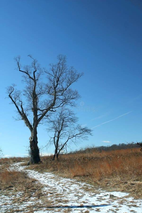Devils tree stock photo. Image of creepy, tree, devils - 12983514