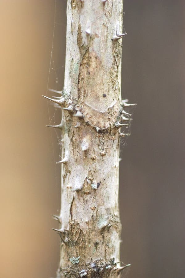 Devils walking stick stock photo. Image of stick, club - 16629650