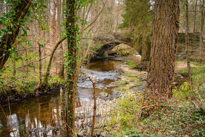 Devils Water Flows through Dense Woodland Stock Photo - Image of ...