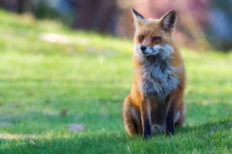Devious Fox stock image. Image of grassy, shifty, eyes - 53801635