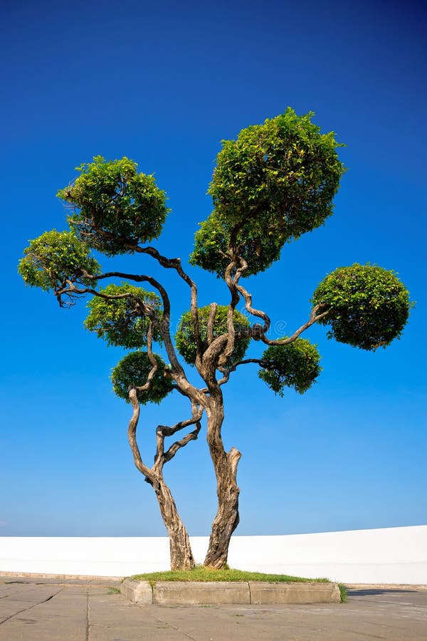 Devious tree stock image. Image of minimalism, single - 17936665