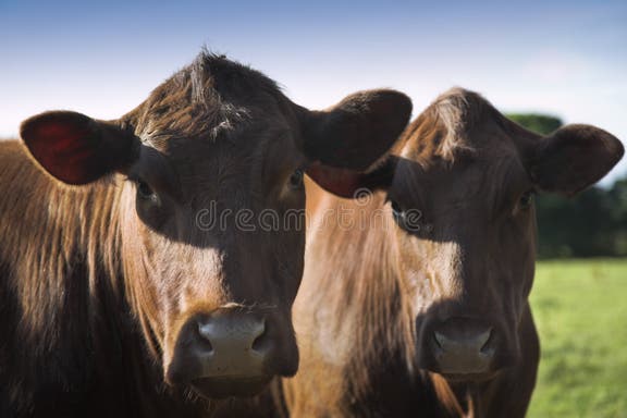 Devon Cattle stock image. Image of cattle, devon, parbold - 5432401