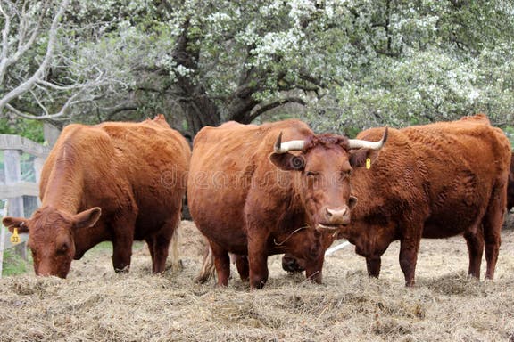 570 Devon Cattle Stock Photos - Free & Royalty-Free Stock Photos from ...