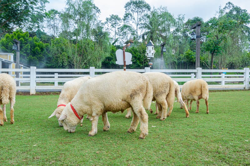 Devon Closewool at a Breeding Ground Stock Photo - Image of farmland ...