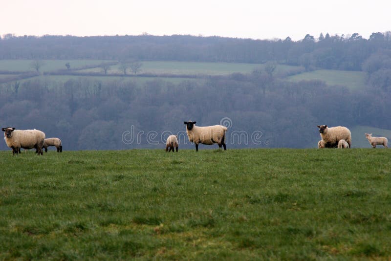 Devon countryside scene stock image. Image of south, green - 1378909