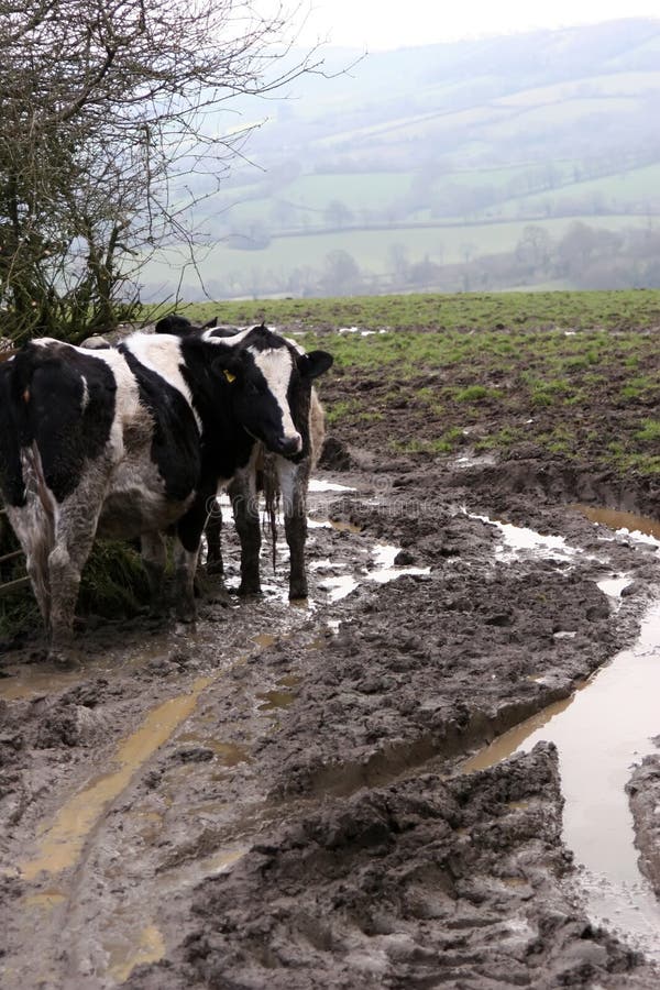 Devon countryside scene stock photo. Image of britain - 1378934