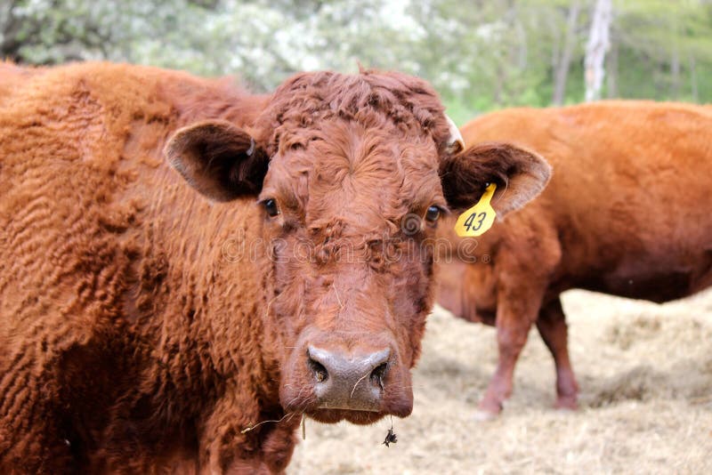 564 Devon Cattle Stock Photos - Free & Royalty-Free Stock Photos from ...