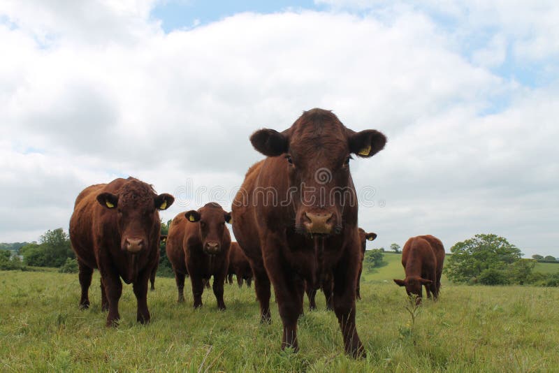 Ruby Red Cows Stock Photos - Free & Royalty-Free Stock Photos from ...