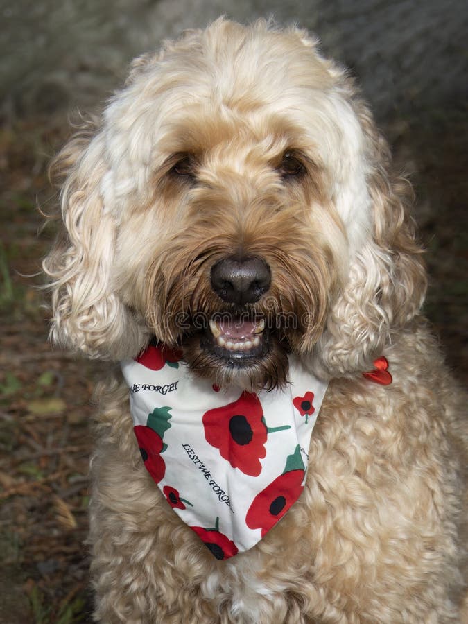 DEVON, ENGLAND - NOVEMBER 13 2022: Remembrance Day Dog, Lest we Forget ...