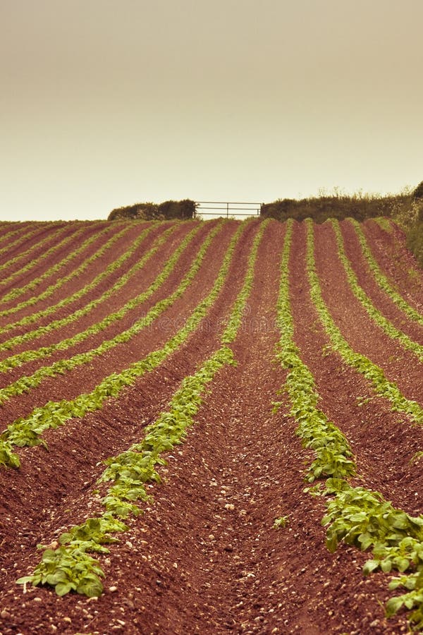 Farming in Devon stock image. Image of fields, england - 7805485