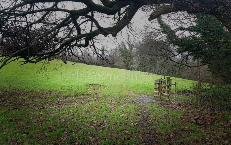 Devon Woodland Riverwalk stock image. Image of riverwalk - 94976683