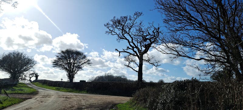 A Devon Lane Taken on a Winter Day when the Trees are Bare of Leaves ...