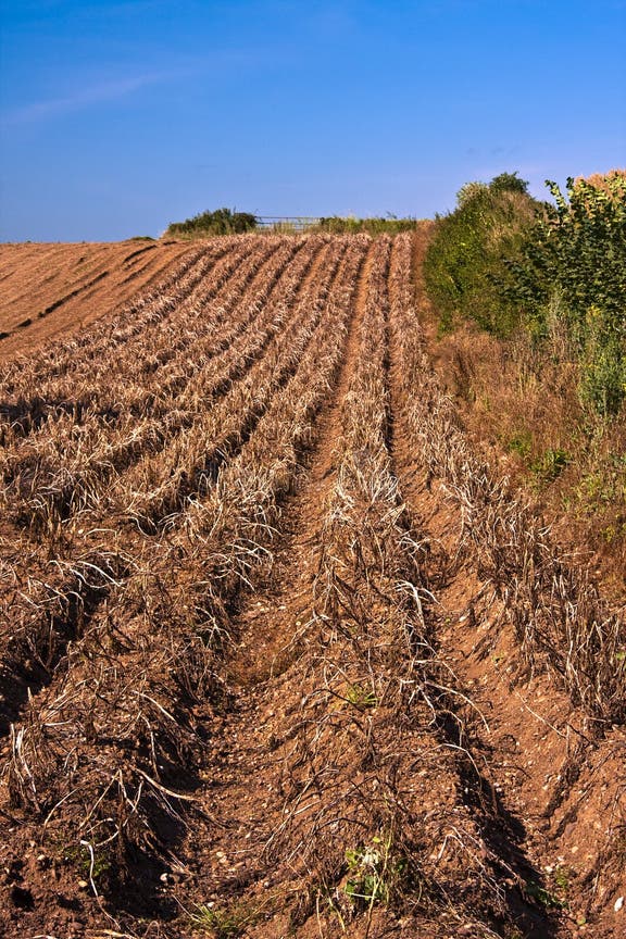 Devon Potato crop farming stock photo. Image of cultivate - 11030084