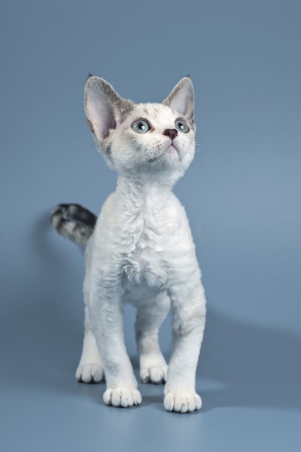 Devon Rex stock photo. Image of watched, show, interest - 17781994