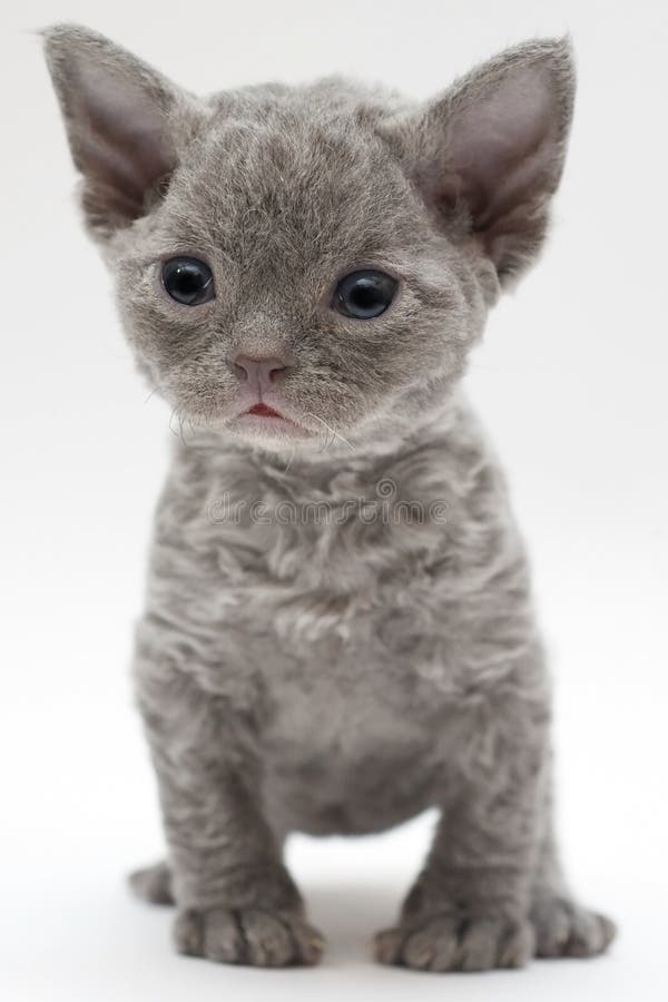 Devon Rex stock image. Image of blue, length, shot, kitten - 24748295