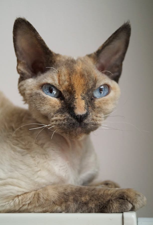 1+ Blue devon rex Free Stock Photos - StockFreeImages