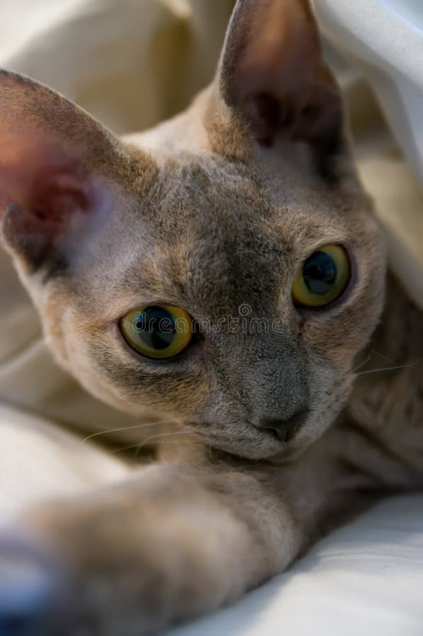 Devon Rex stock image. Image of tonkinese, snout, tired - 7471757