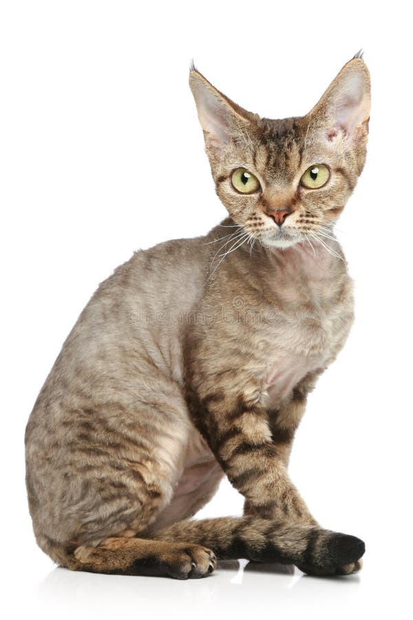 Devon Rex Auf Einem Weißen Hintergrund Stockbild - Bild von königlich ...