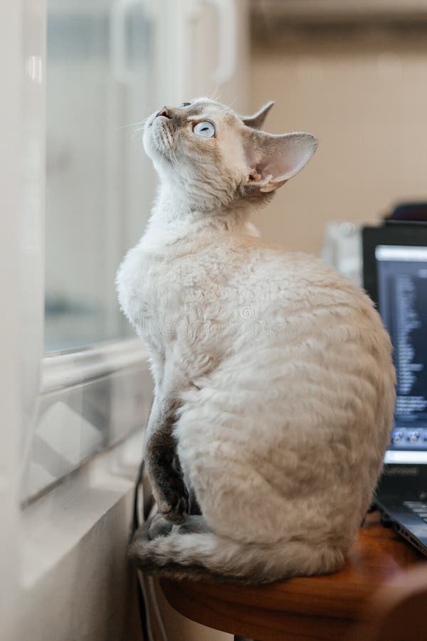 Devon Rex with Blue Eyes on a Light Background Stock Photo - Image of ...