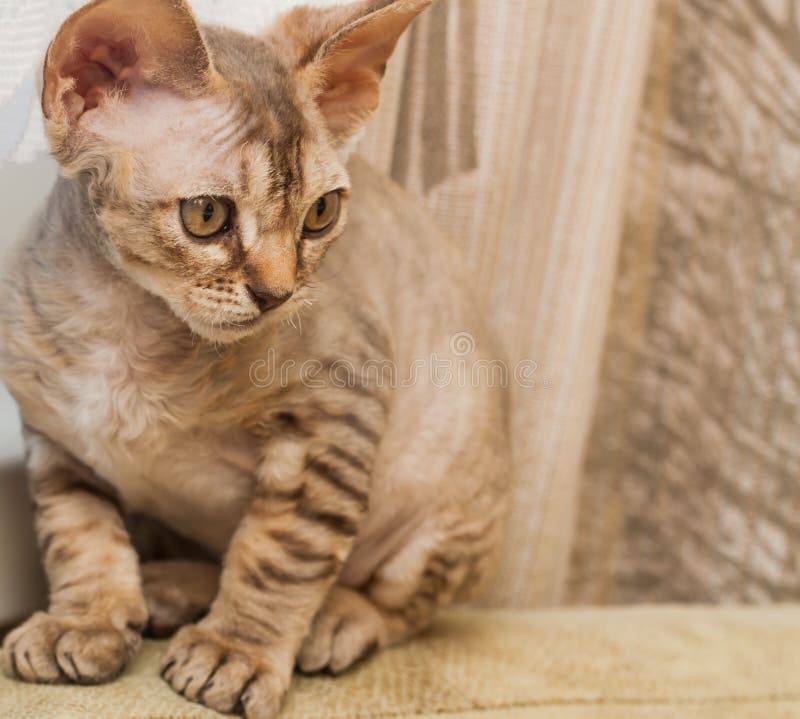 Devon Rex breed cat stock photo. Image of devon, sofa - 53762912