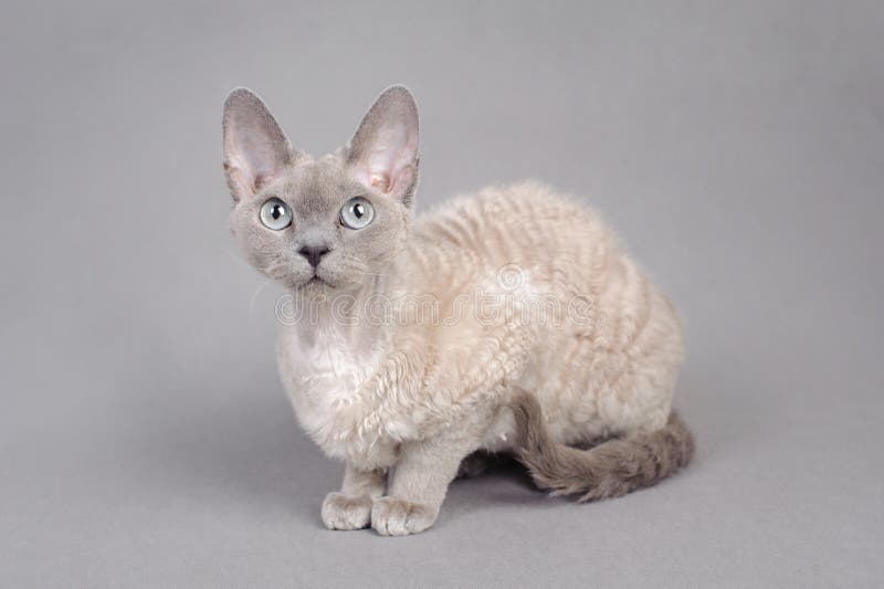 Devon Rex cat stock image. Image of cute, household, devon - 23695035