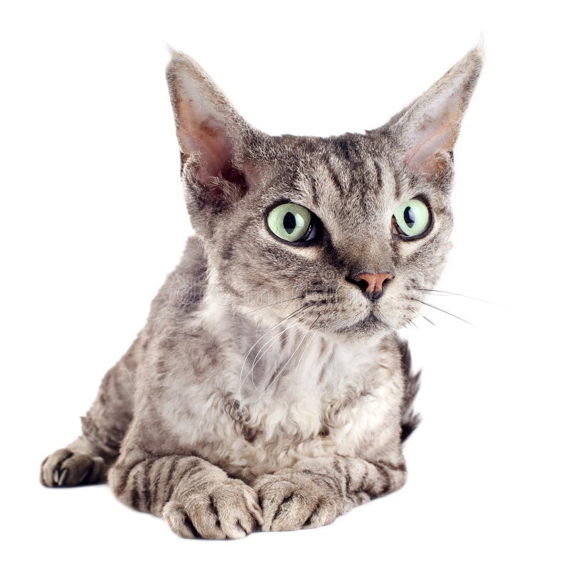 Devon rex cat stock image. Image of cute, gray, purebred - 32963027