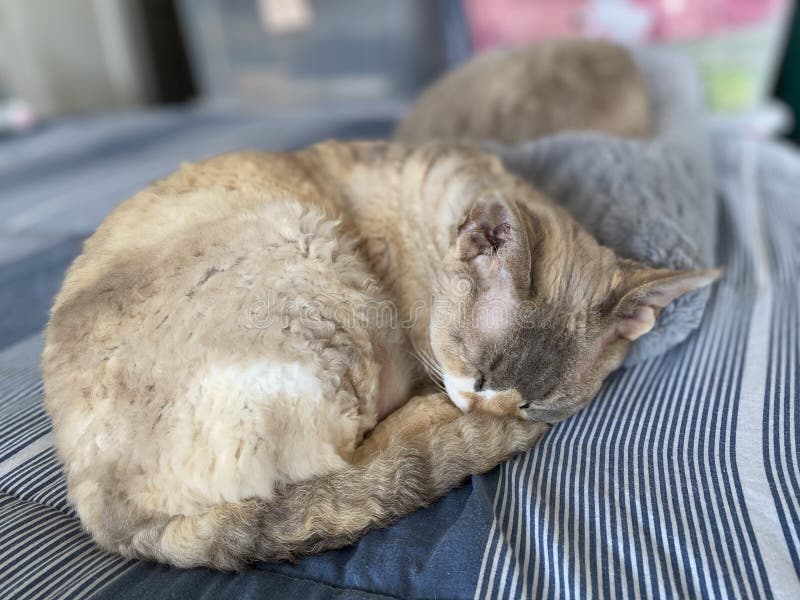 Devon Rex Cat Acurrucado Durmiendo Tortoisesinfierno Foto de archivo ...