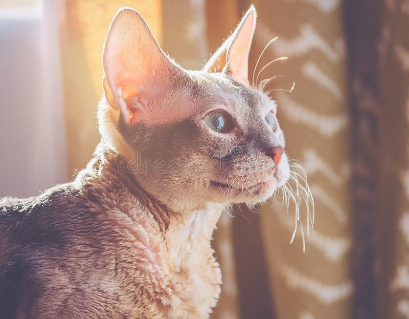 A Devon Rex cat stock illustration. Illustration of inquisitive - 373131571