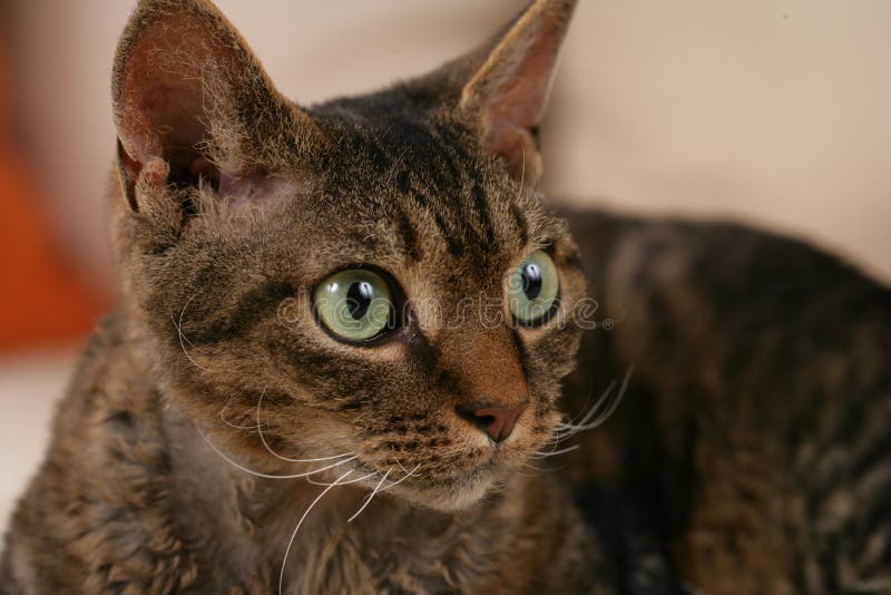 Devon Rex Cat face stock photo. Image of brown, portrait - 112296594