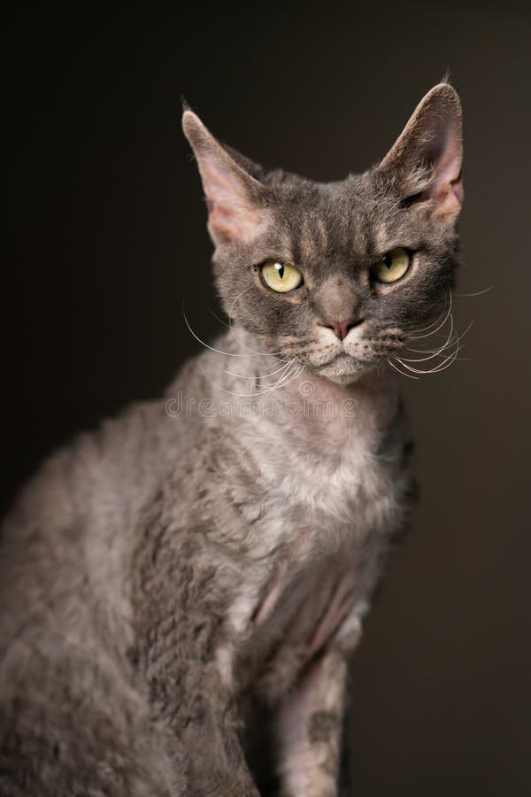 A Devon Rex cat stock photo. Image of green, front, straight - 309243488