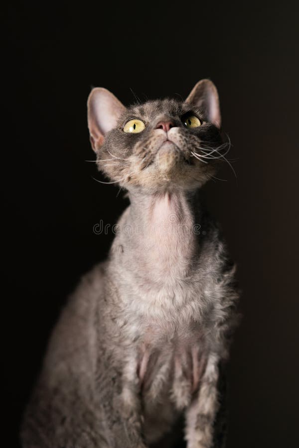 A Devon Rex cat stock image. Image of portraits, loveliness - 309243507