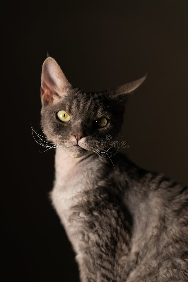 A Devon Rex cat stock image. Image of face, faced, portraits - 309243555