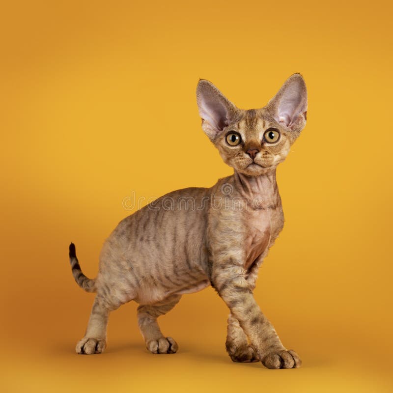 Tabby Devon Rex Kitten Sitting Stock Image - Image of little, kitten ...