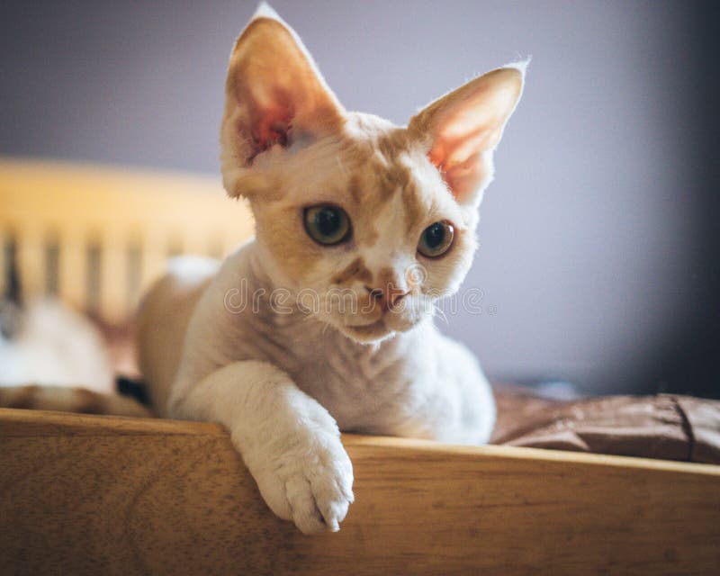 Devon Rex cat. stock image. Image of beautiful, high - 109178121
