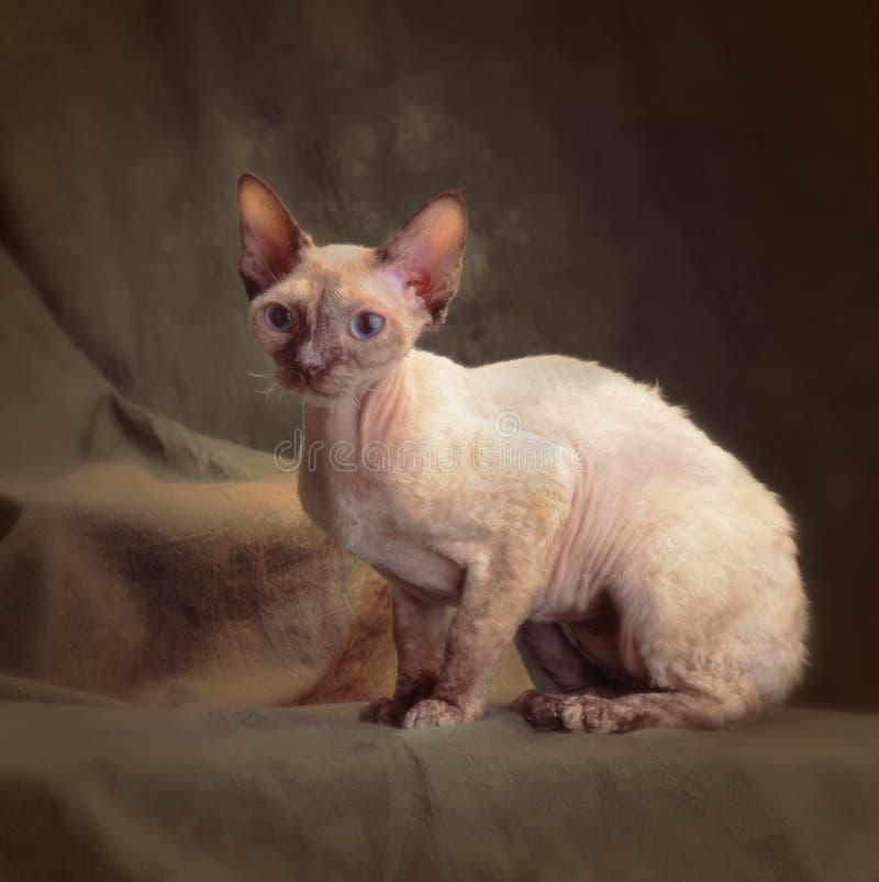 1+ Blue devon rex Free Stock Photos - StockFreeImages